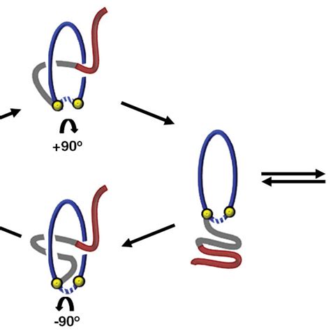 The Pierced Lasso Topology Plt The Native Structure Left Panel Has