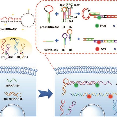 Schematic Illustration Of A Pre Mirna 155 B Imaging Of