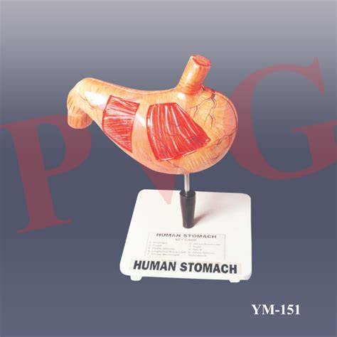 Ym 151 Model Of Human Stomach Pvg International