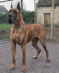 Brindle Great Dane On Pinterest Mantle Great Dane Great Dane