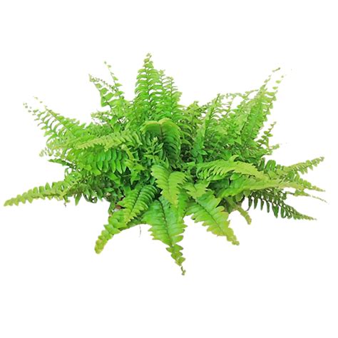 肾蕨8