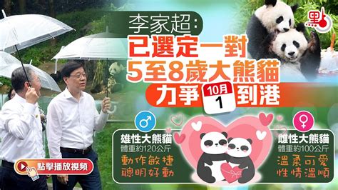 李家超：已選定一對5至8歲大熊貓 力爭10·1到港 Youtube