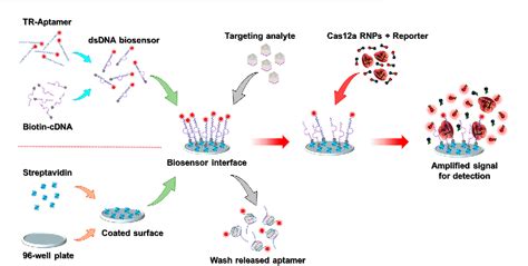 Figure 1 From Universal Crispr Cas12a Associated Aptasensor Suitable