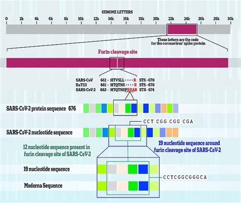 Moderna Patented A 19 Nucleotide Sequence In 2013 That Matches The Most