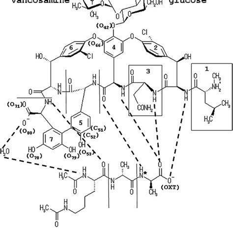 Pdf Crystal Structures Of The Complexes Between Vancomycin And Cell Wall Precursor Analogs