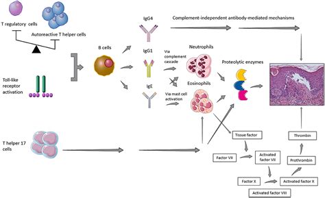 Pemphigoid Gestationis Immunofluorescence