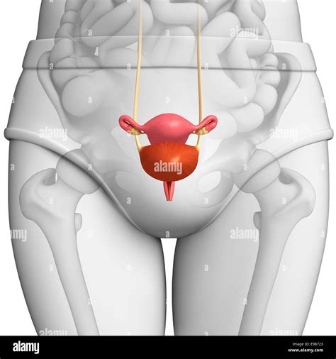 Female Urination Anatomy