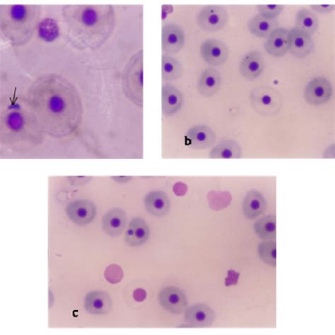 Pdf Micronucleus Test In Fish Genome A Sensitive Monitor For Aquatic