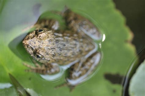 ツチガエル 爬虫類図鑑
