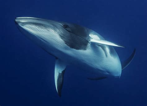 New Baleen Whale Call Discovered In The Mariana Trench