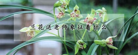 兰花送老师象征着什么 发财农业网