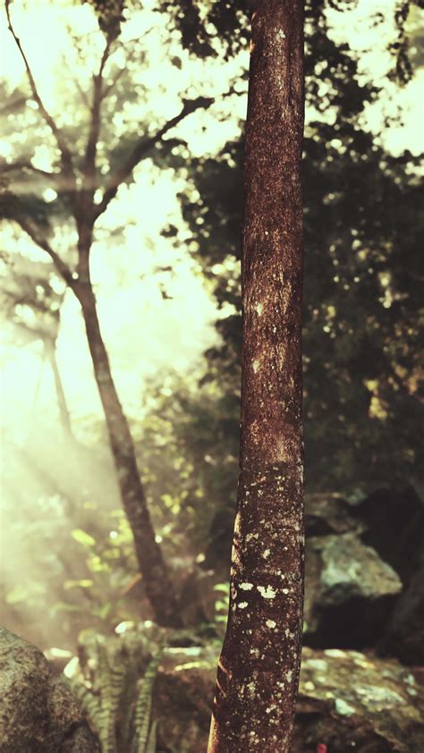 Sunlight Filtering Through Tree Canopy In Forest 49691752 Stock Video At Vecteezy