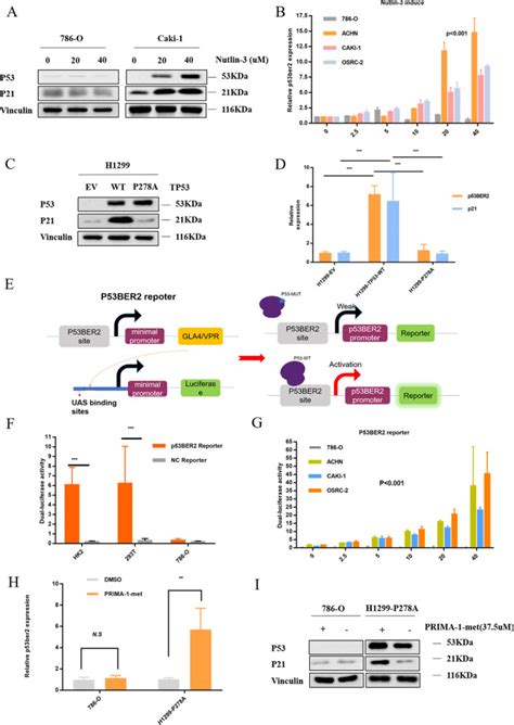 Cell Cycle Arrest And Senescence In Tp53 Wild Type Renal Carcinoma By Enhancer Rna P53 Bound