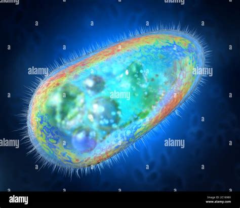 Protozoa Images Names