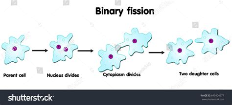 114 Amoeba Dividing Images Stock Photos Vectors Shutterstock