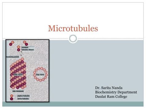 Cytoskeleton Structure Microfilaments Microtubules And Intermediate Filaments Pptx