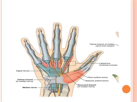 Nerve Median Nerve Entrapment