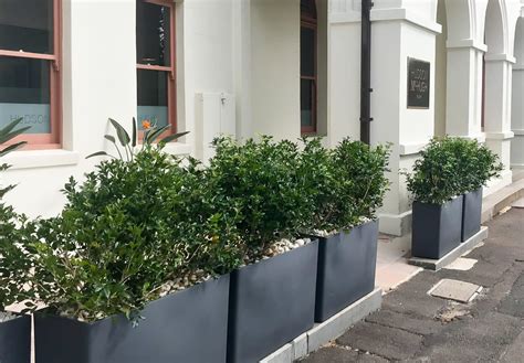 Durable Indoor And Outdoor Plants For Offices