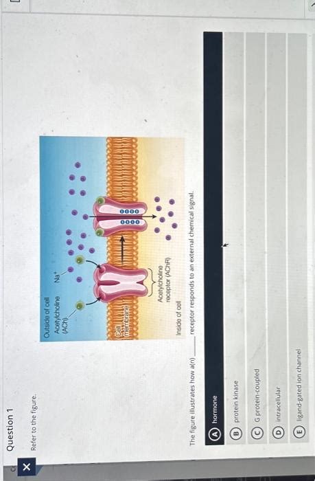 Solved The Figure Illustrates How A N Receptor Responds To Chegg