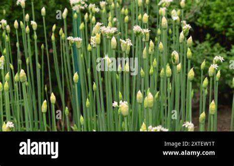 Allium Species Stock Videos And Footage Hd And 4k Video Clips Alamy