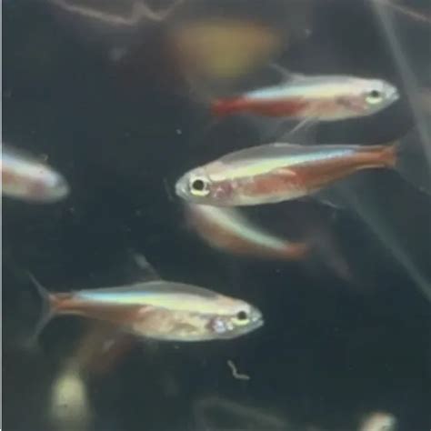 招財 黃金紅蓮燈 組合價