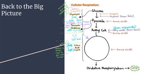 CSCS Chapter 3 Bioenergetics Flashcards Quizlet