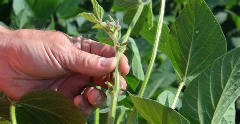 Soybean Plant Growth Stages