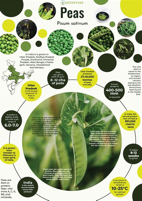 Infographics Of Pea Greenverz