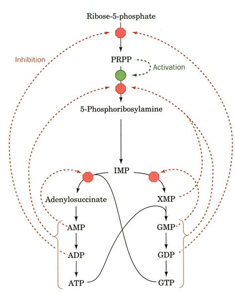 Purine Synthesis Nucleotide Synthesis Usmle Strike