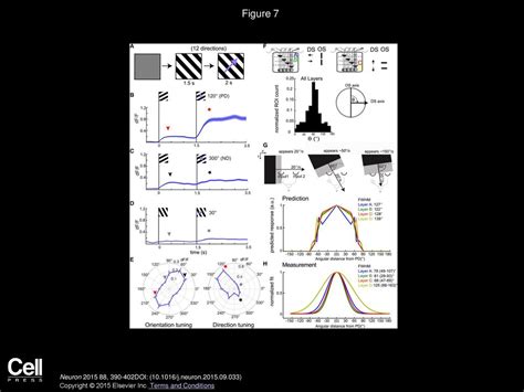 Orientation Selectivity Sharpens Motion Detection In Drosophila Ppt