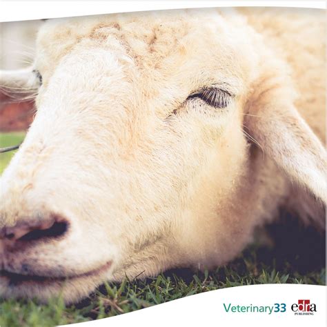 Pyoderma Caused By Proteus Mirabilis In Sheep Veterinary 33
