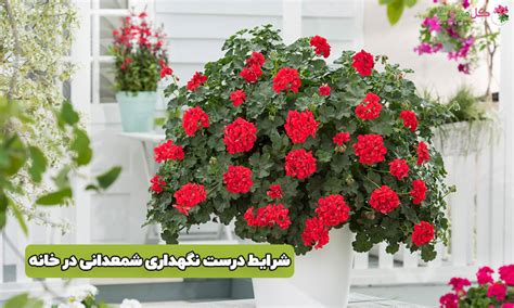 گل شمعدانی معرفی نحوه نگهداری شمعدانی راز رشد انفجاری و نماد های آن گل من و تو