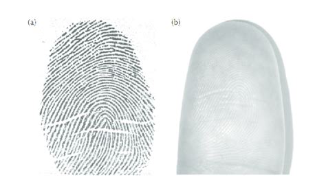 Traditional A Vs Touchless Fingerprint B Download Scientific Diagram