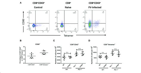 Expression Of Cd80 On Virus Specific Cd8 T Cells And Treatment With