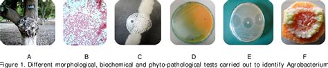 Figure 1 From Isolation And Characterization Of Wild Strains Of