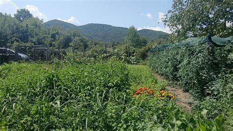 Зеленчукова градина в края на Юли Грижа за доматите след дъжд Youtube