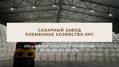Сахарный завод Племенное хозяйство КРС Youtube