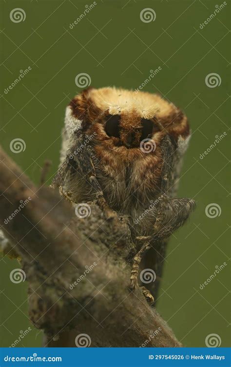 Vertical Facial Closeup On A Buff Tip Moth Phalera Bucephala Sitting