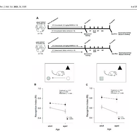 A Schematic Diagram Of The Experimental Design And Procedures Adult