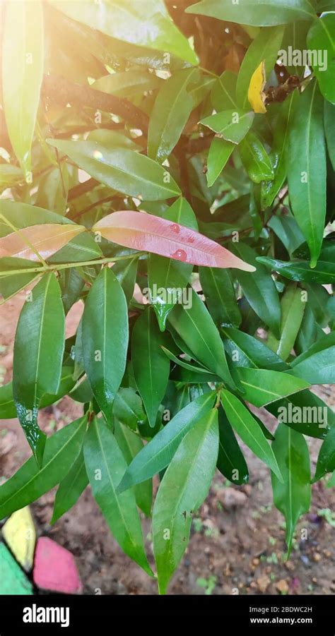 Tree Leaves Wet After Being Exposed To Rain In The Morning With Selective Focus Blurry