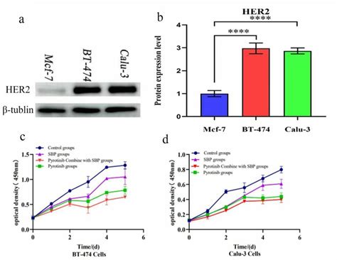 Her2 Expression And The Growth Curve Of Bt 474and Calu 3 Cells A B
