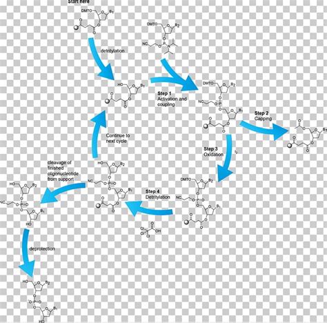 Oligonucleotide Synthesis Phosphoramidite Chemical Synthesis Peptide Synthesis Png Clipart