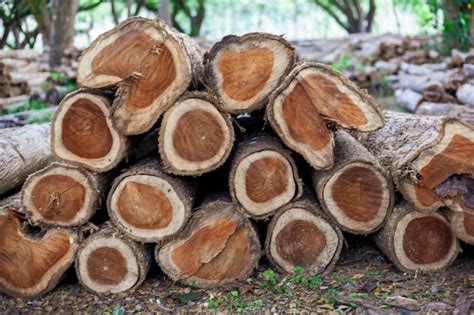 Premium Photo East Java Teak Tree