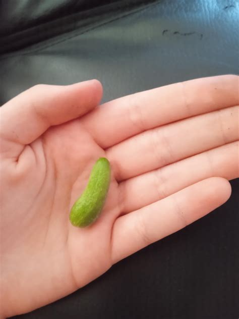 This Really Small Cucumber R Notinteresting