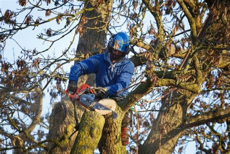 Tree Removal Cost Hire A Professional Or DIY