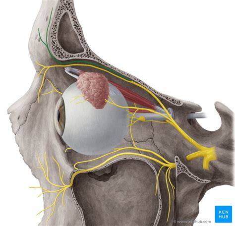 Supraorbital Nerve Anatomy And Function Kenhub