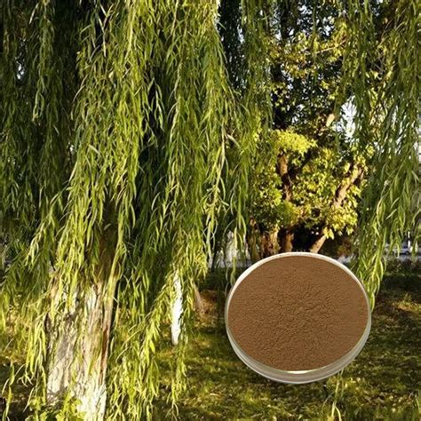 what is white willow bark extract definition types history and