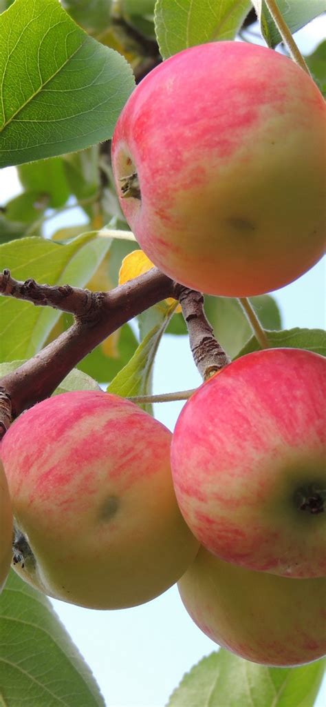 배경 화면 사과 나무 빨간 사과 녹색 잎 2880x1800 Hd 그림 이미지