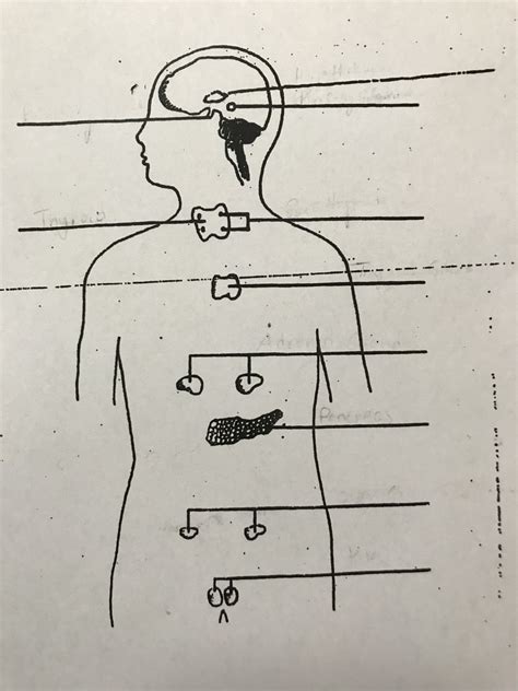 Endocrine System ~ Pt 1 Diagram Quizlet