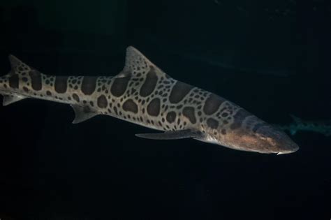 Leopard Shark